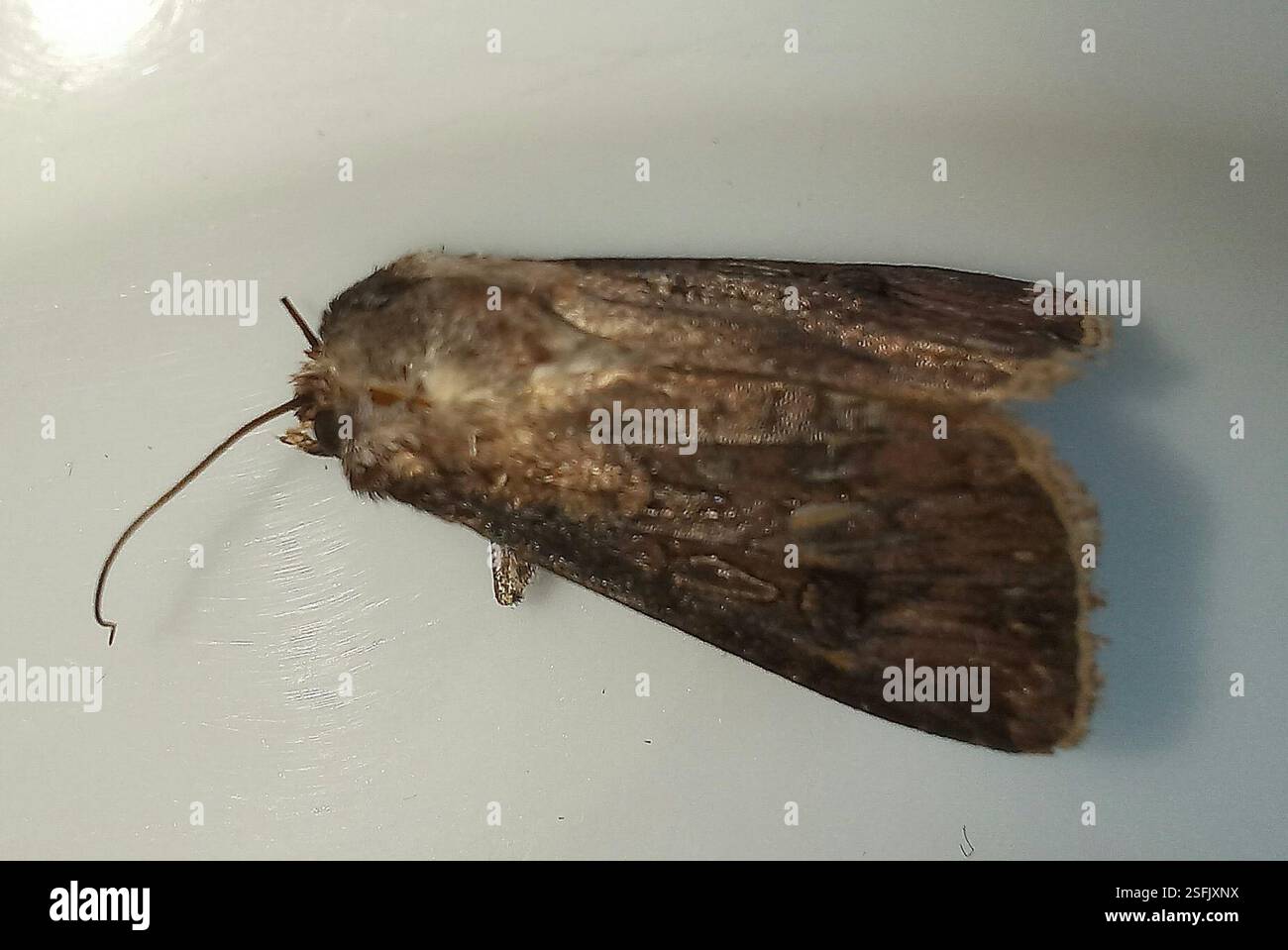 Turnip Moth (Agrotis segetum), Insecta, Fir Grove, Cape Town, 7848 ...