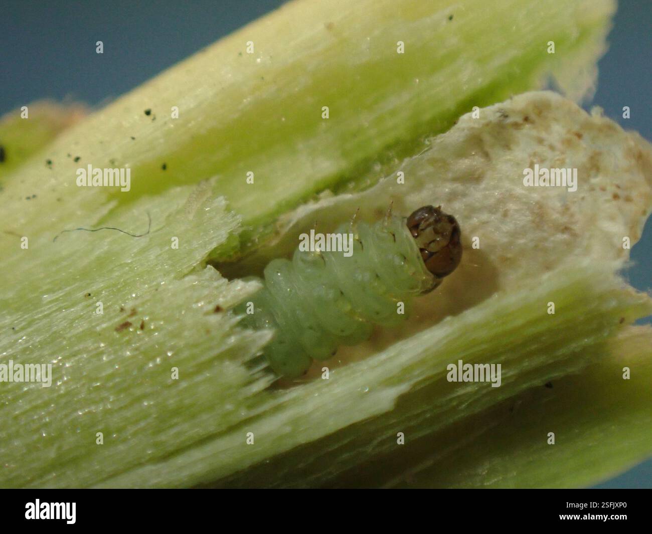 Insects (Insecta), Insecta, Wynyard TAS 7325, Australia, Found inside ...