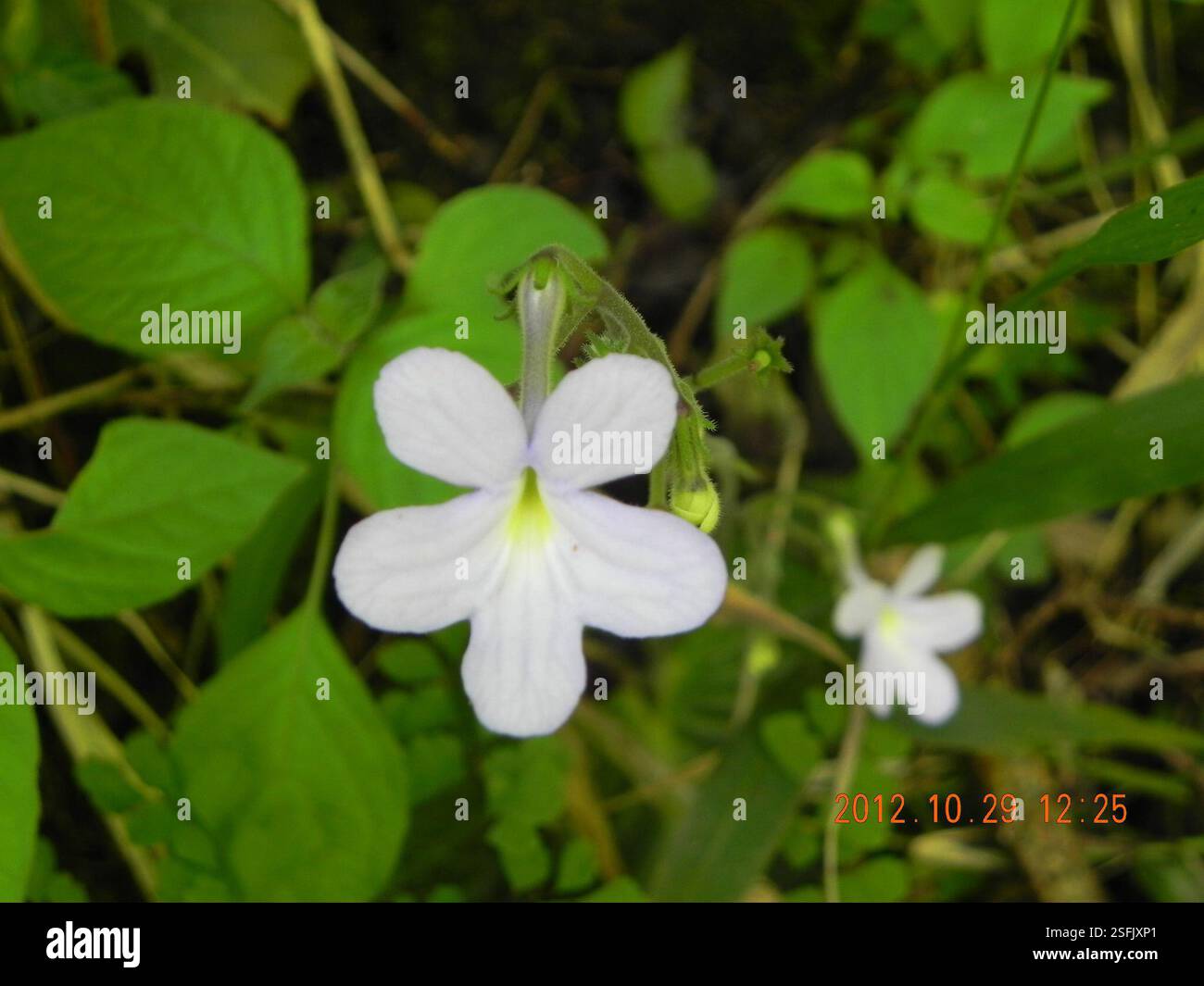 (Streptocarpus polyanthus), Plantae, uMgungundlovu District ...