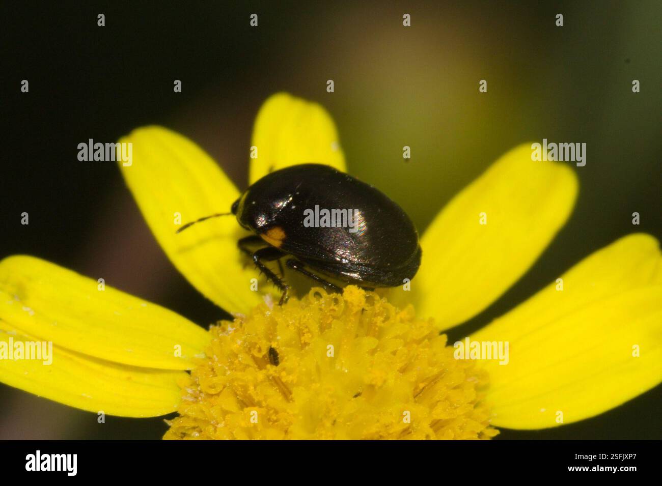 Ebony Bugs (Thyreocoridae), Insecta, Galatéia, Pelotas - RS, Brazil Stock Photo - Alamy