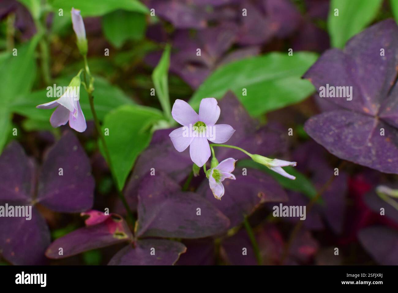 false shamrock (Oxalis triangularis), Plantae, 中国浙江省杭州市西湖区 Stock Photo ...