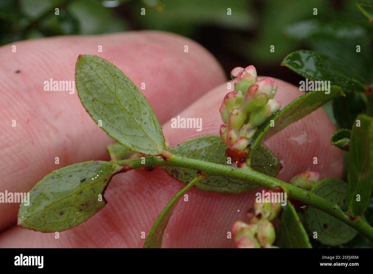 Shiny blueberry (Vaccinium myrsinites), Plantae, Pasco, Florida, United ...