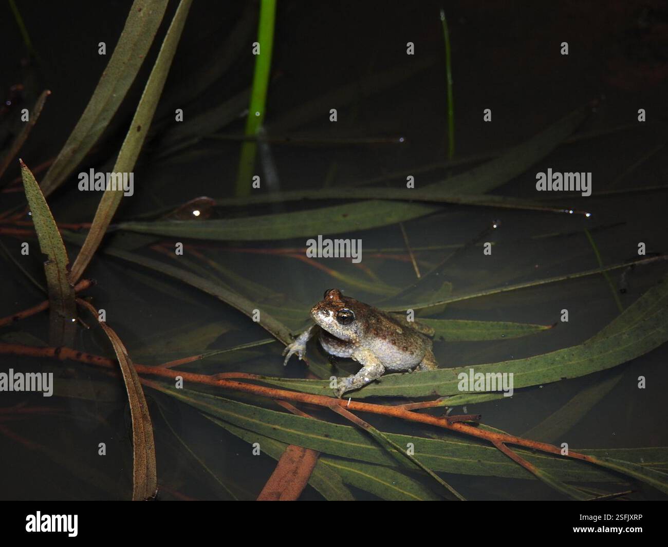 Common Eastern Froglet (Crinia signifera), Amphibia, Hobart TAS ...