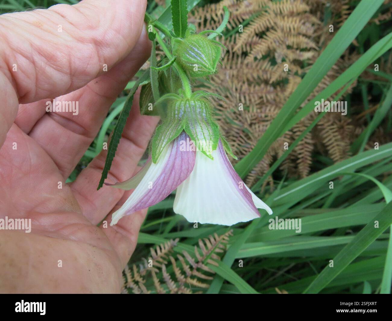flower-of-an-hour (Hibiscus trionum), Plantae, uMgungundlovu District ...