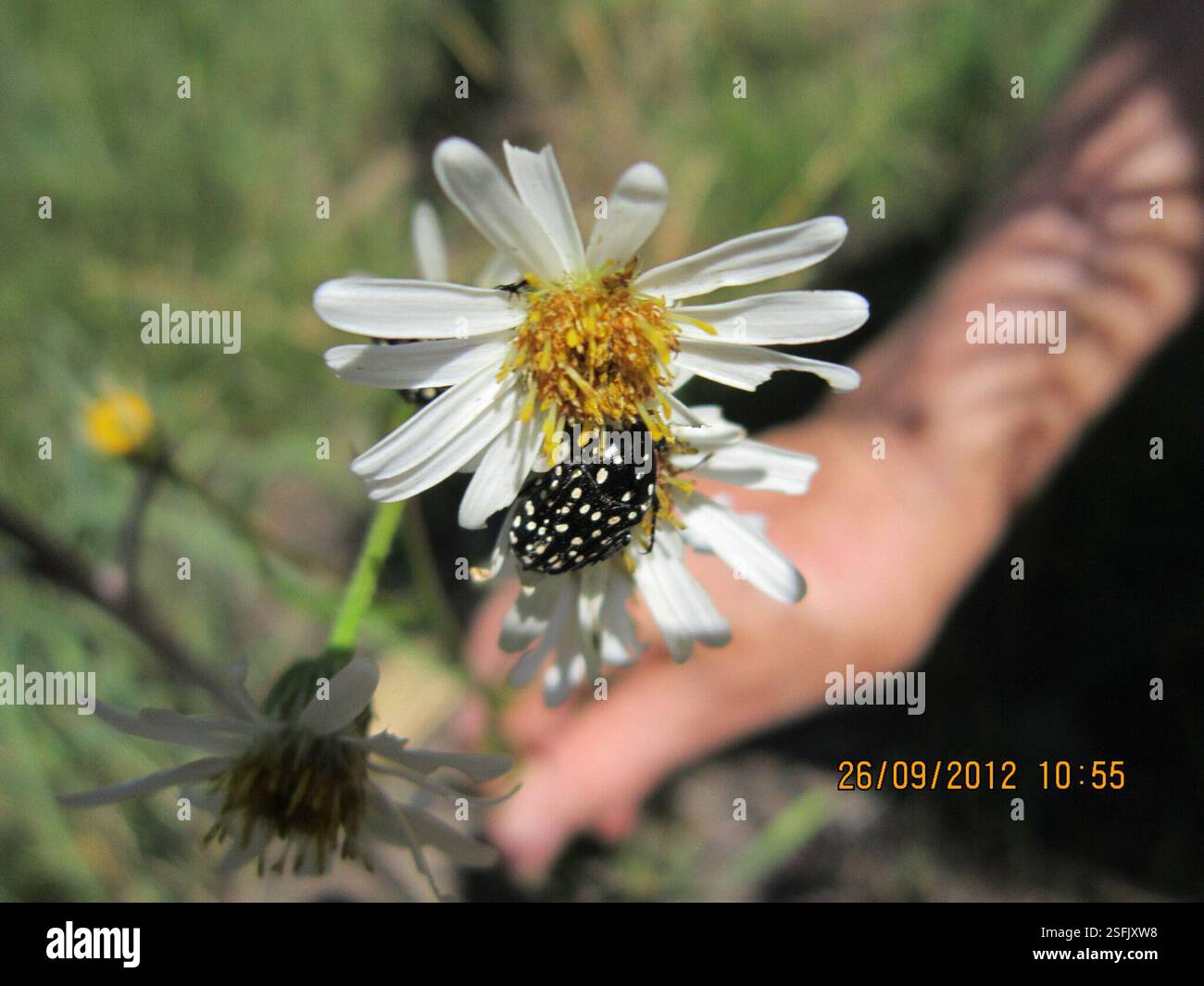 (Afroaster pleiocephalus), Plantae, Giants Castle Game Reserve, South ...