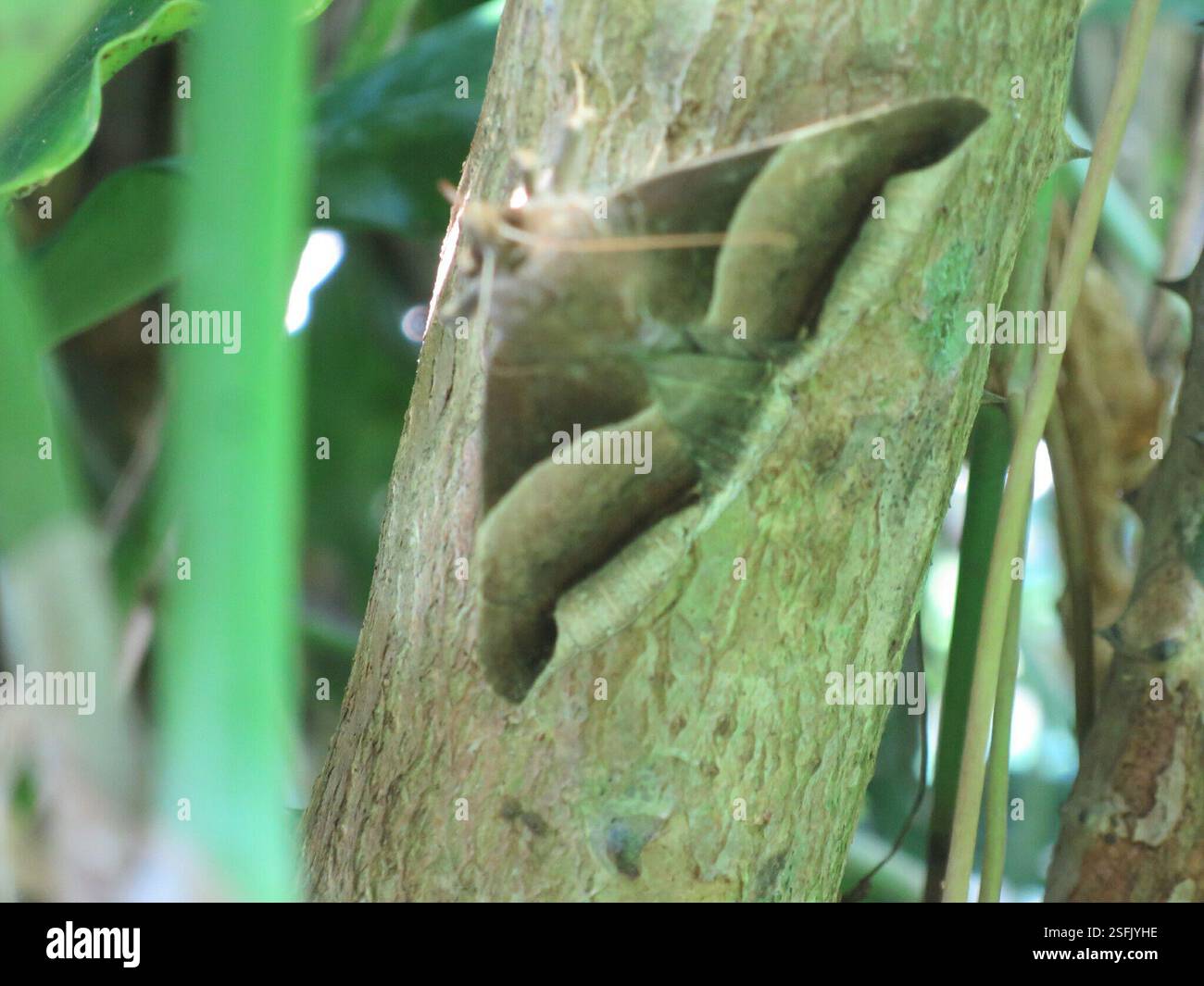 Echo Moth (Achaea echo), Insecta, Mé-Zóchi, São Tomé e Príncipe Stock ...