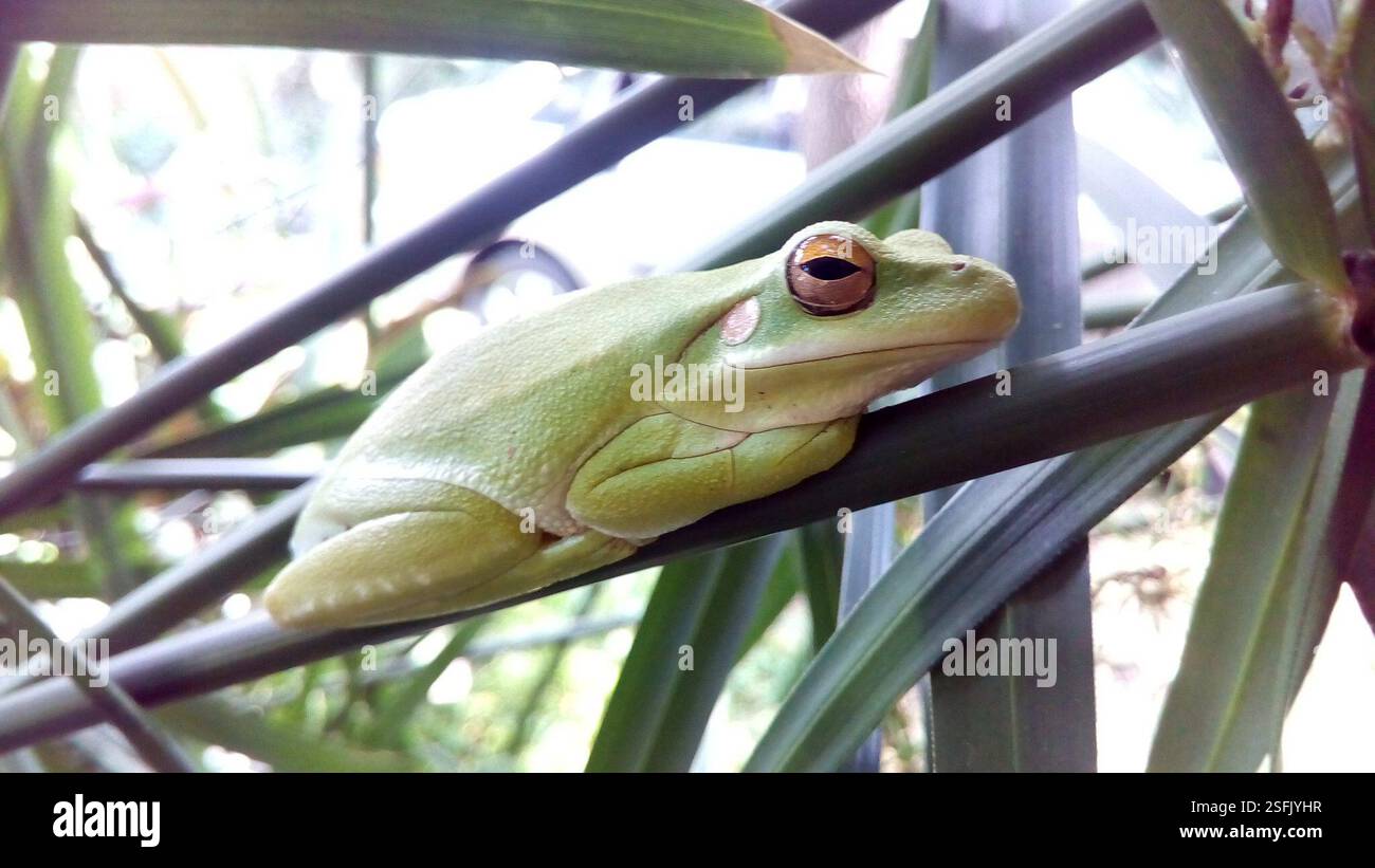 Montevideo Tree Frog (Boana pulchella), Amphibia, Sarmiento, Villa ...