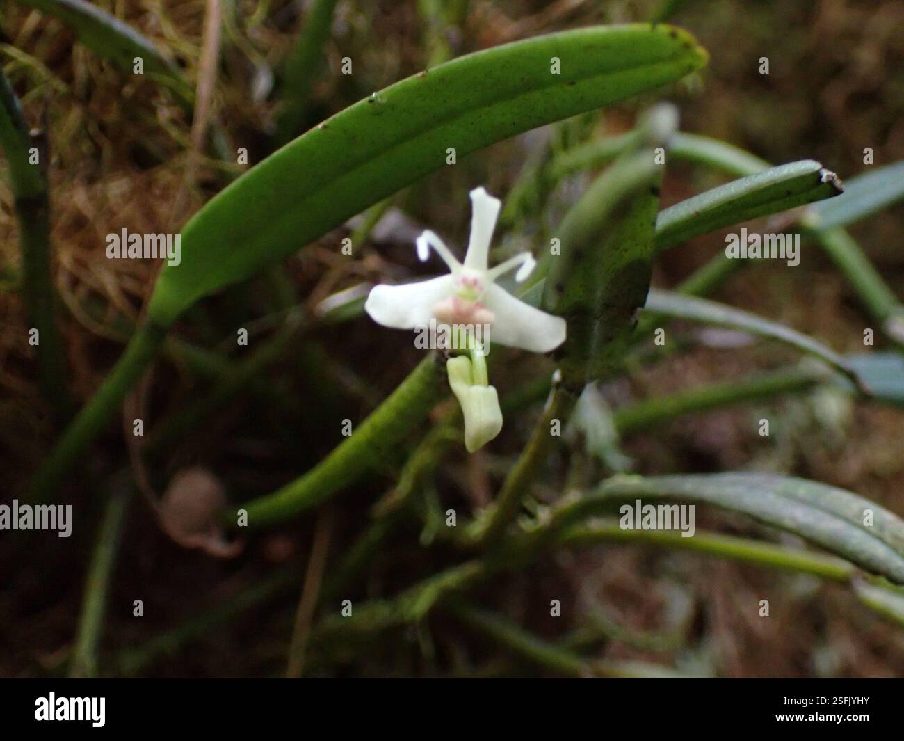 (Dendrobium taylorii), Plantae, Mareeba, AU-QL, AU Stock Photo - Alamy