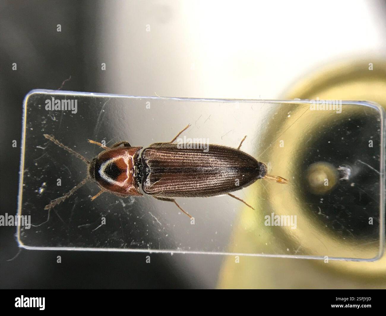 Red Click Beetle (Ampedus rubricus), Insecta, Capitale-Nationale, QC ...
