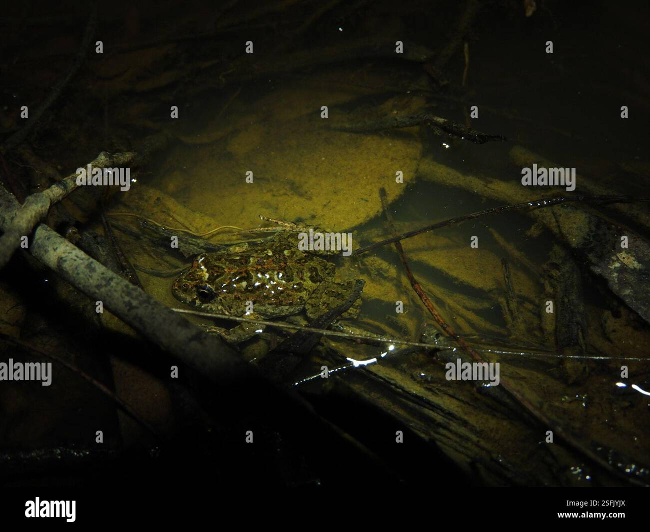 Common Eastern Froglet (Crinia signifera), Amphibia, Hobart TAS ...
