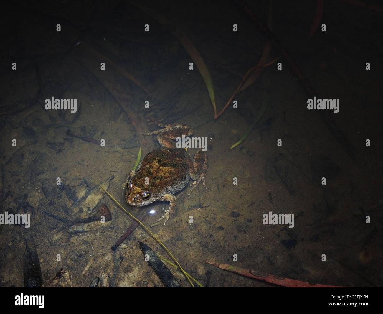 Common Eastern Froglet (Crinia signifera), Amphibia, Hobart TAS ...