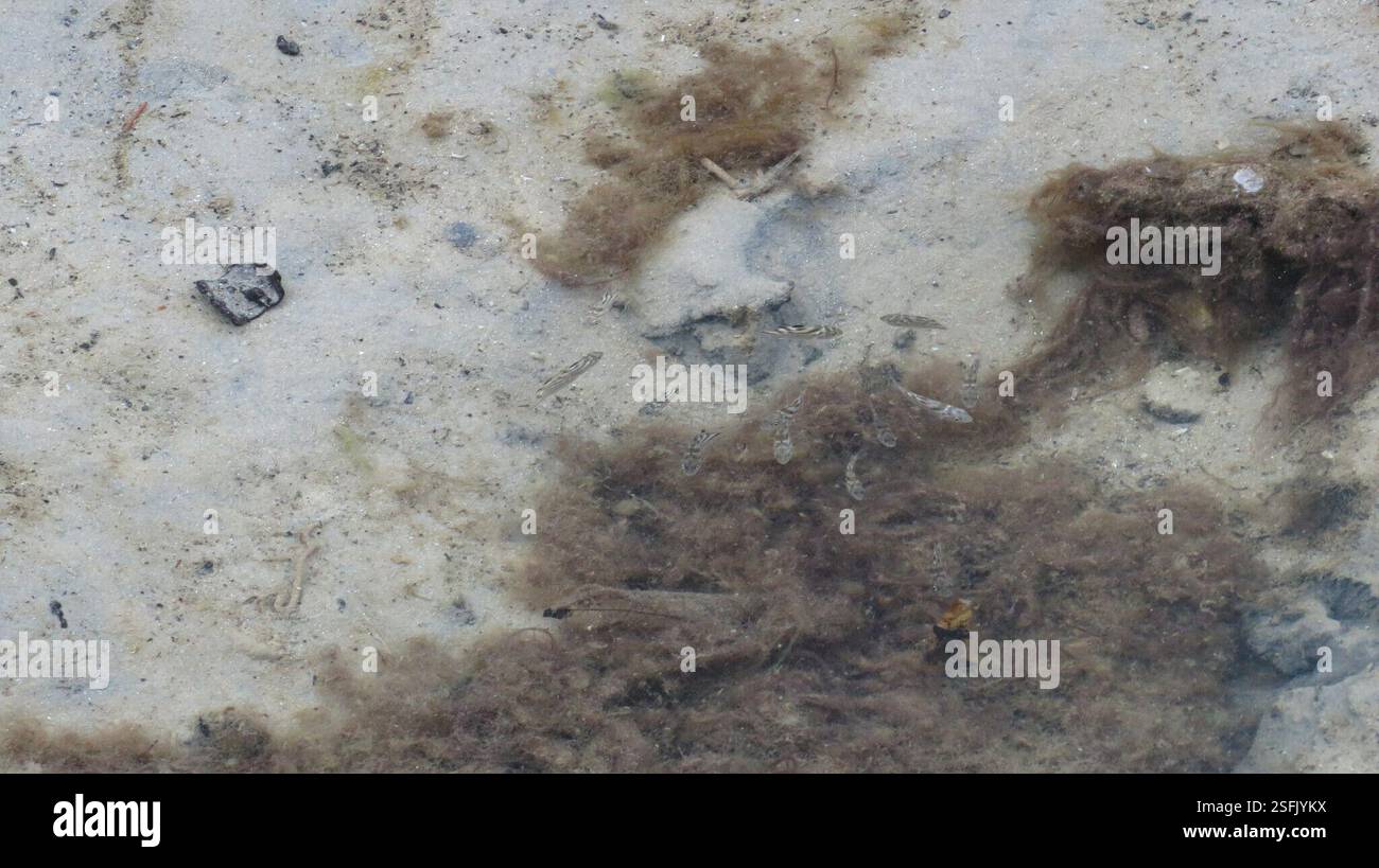 Crescent Grunter (Terapon jarbua), Actinopterygii, Краби, Таиланд Stock ...