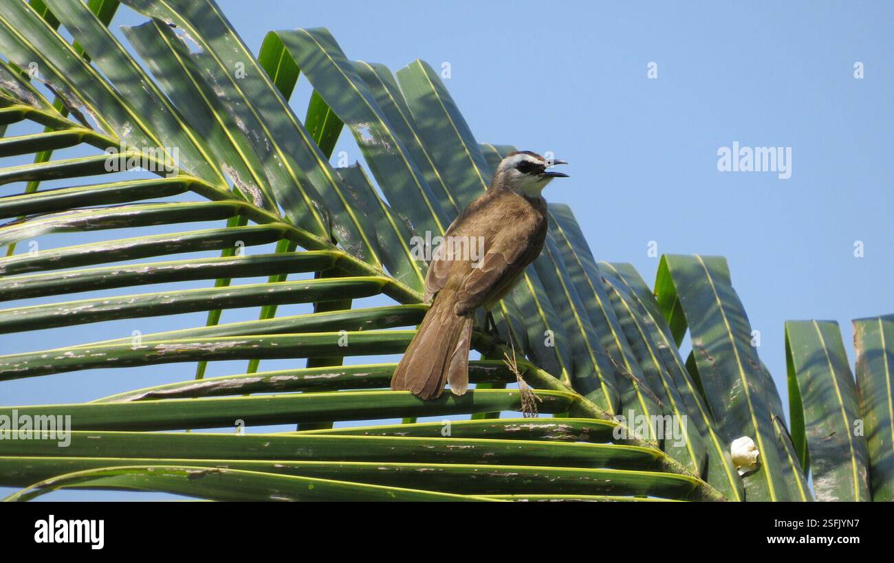 Yellow-vented Bulbul (Pycnonotus goiavier), Aves, Краби, Таиланд Stock ...