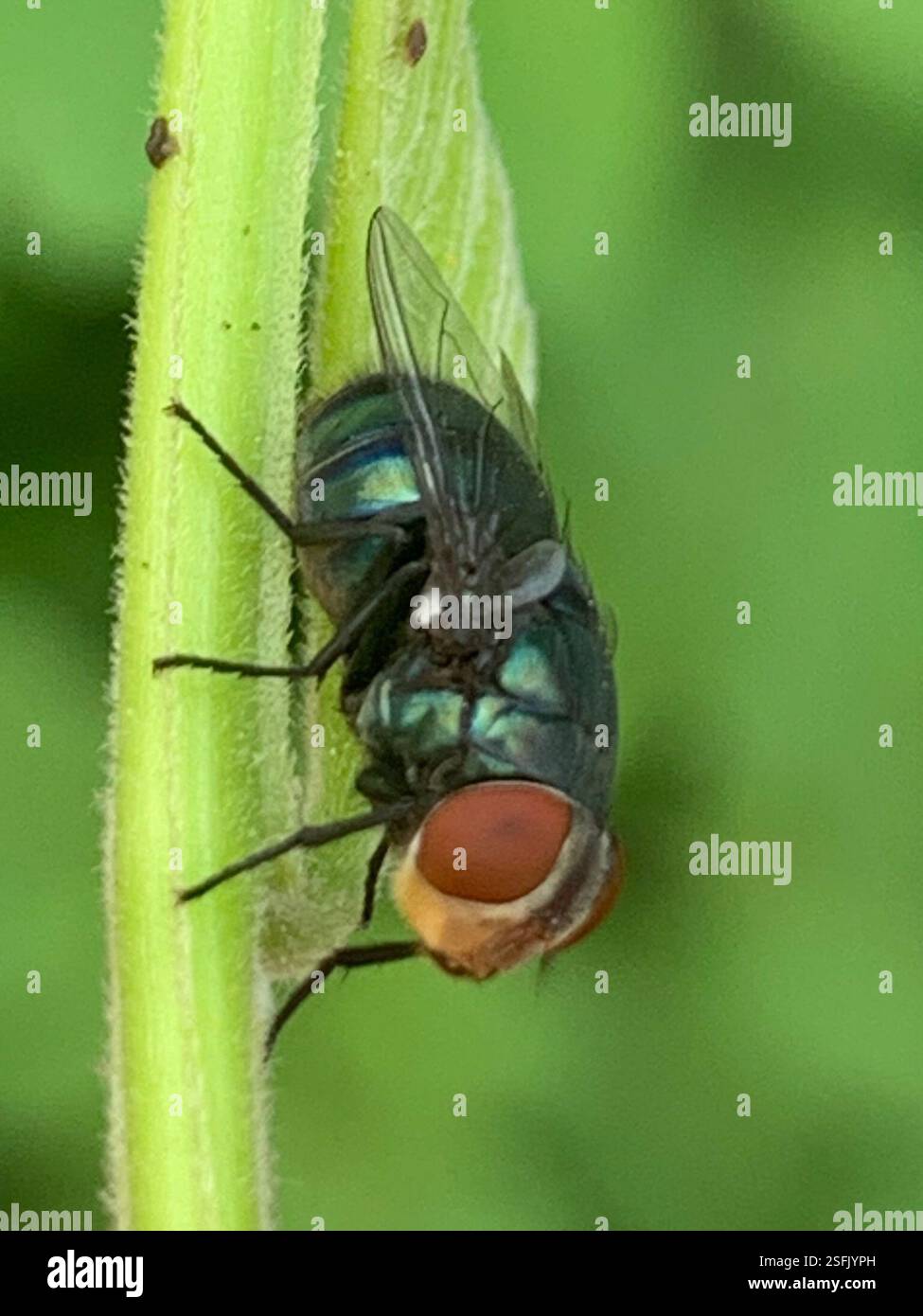 Oriental Latrine Fly (Chrysomya megacephala), Insecta, Than Sadet-Ko ...