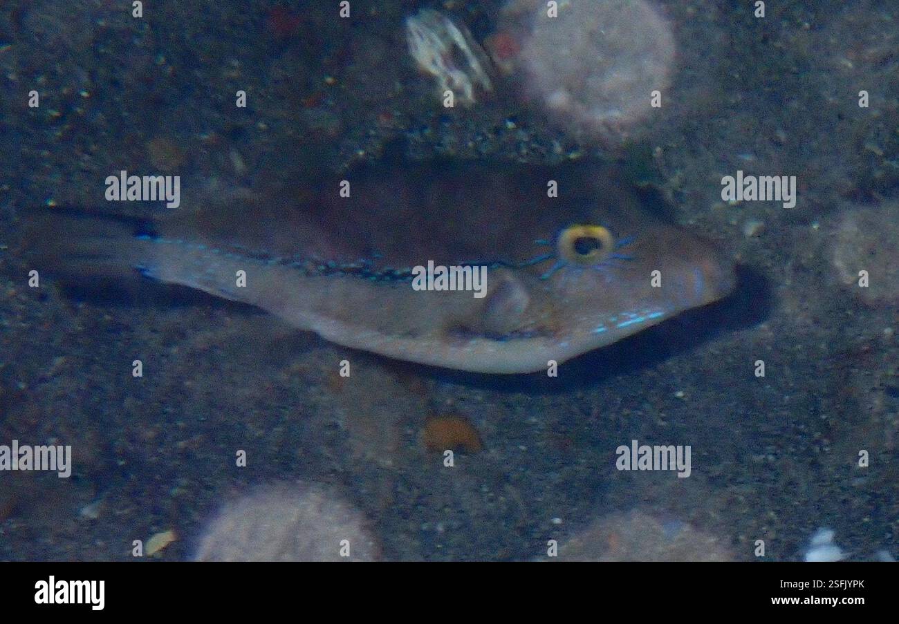 Macaronesian Toby (Canthigaster capistrata), Actinopterygii, São ...
