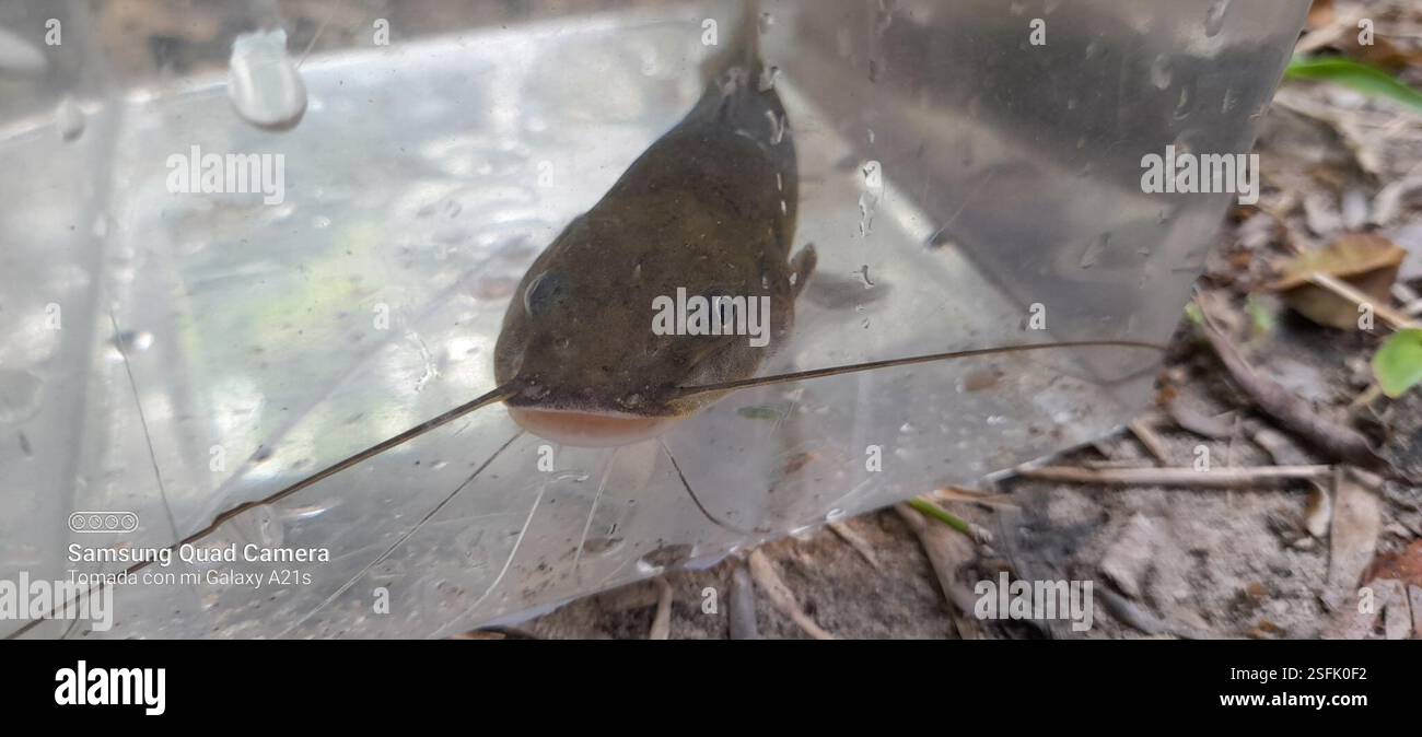 Pale Catfish (Rhamdia guatemalensis), Actinopterygii, Antón, Panamá Stock Photo - Alamy
