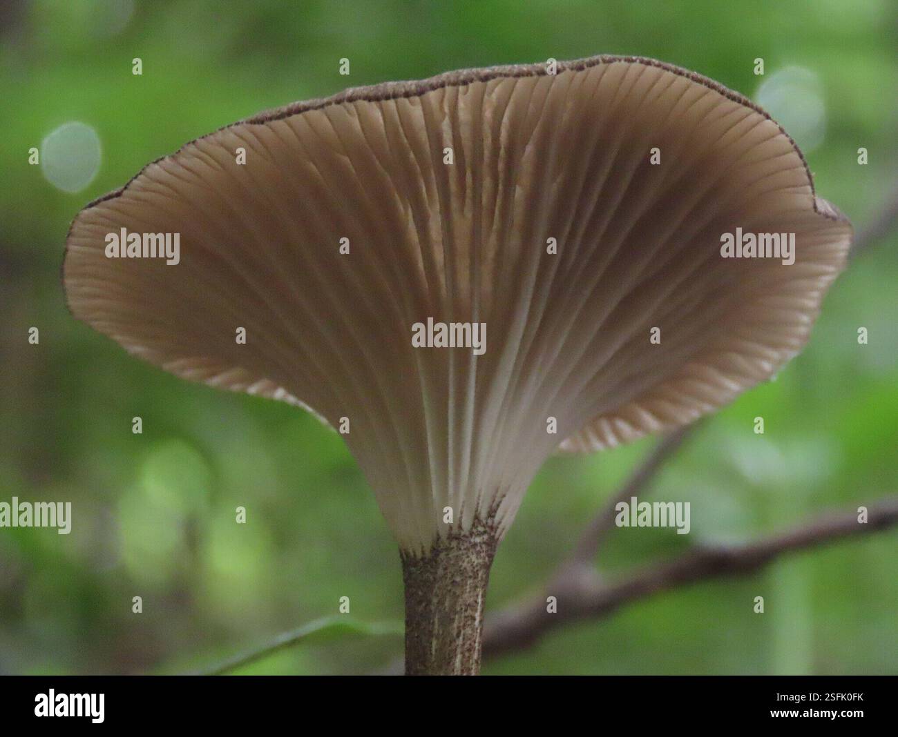 (Porotheleaceae), Fungi, 19 Thatcher Crescent, Crofton Downs ...