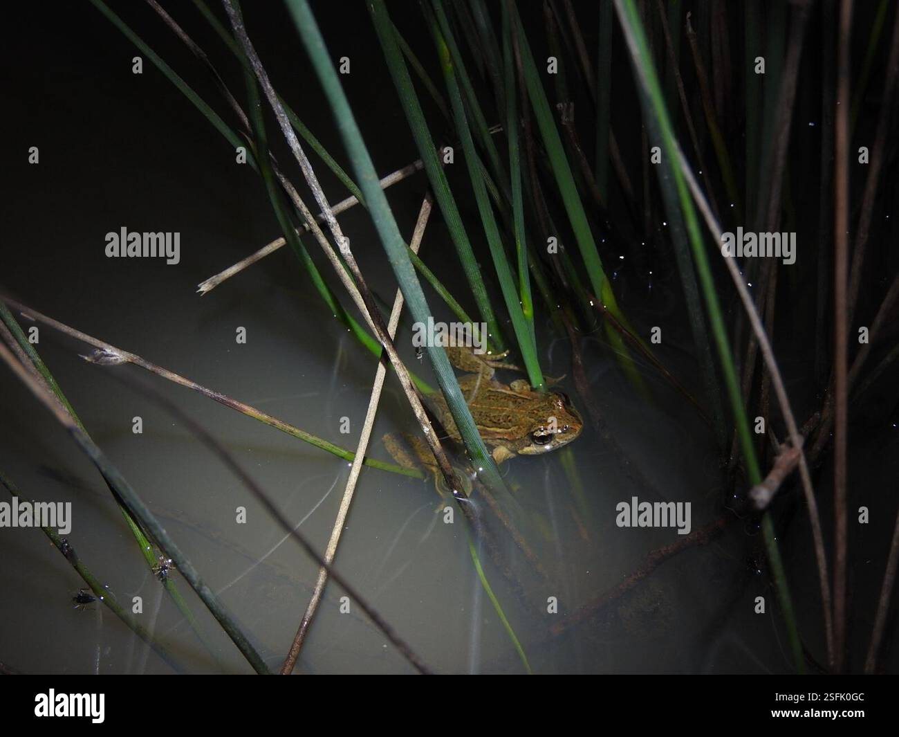 Common Eastern Froglet (Crinia signifera), Amphibia, Hobart TAS ...