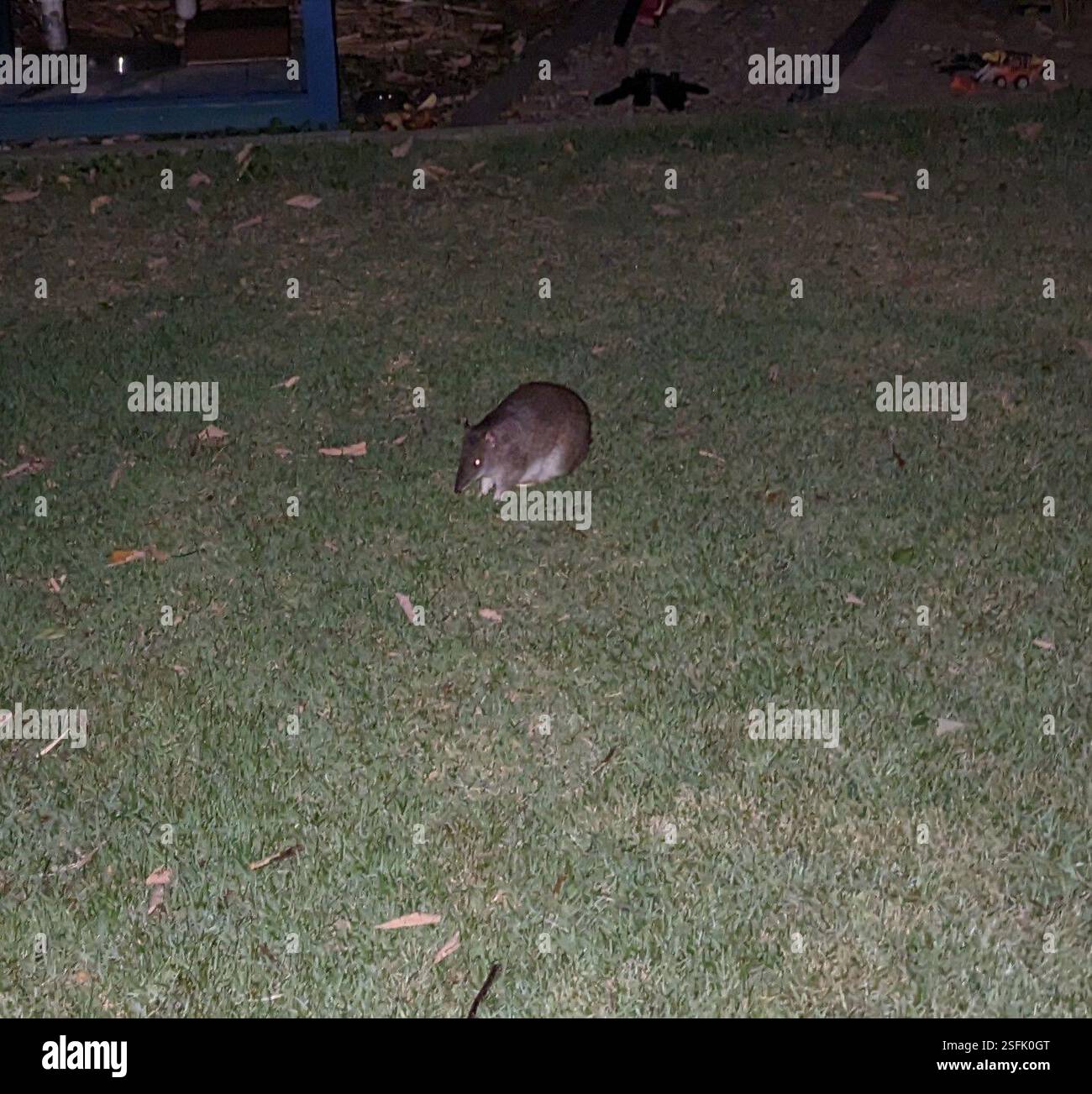 Northern Brown Bandicoot (Isoodon macrourus), Mammalia, Thornlands QLD ...