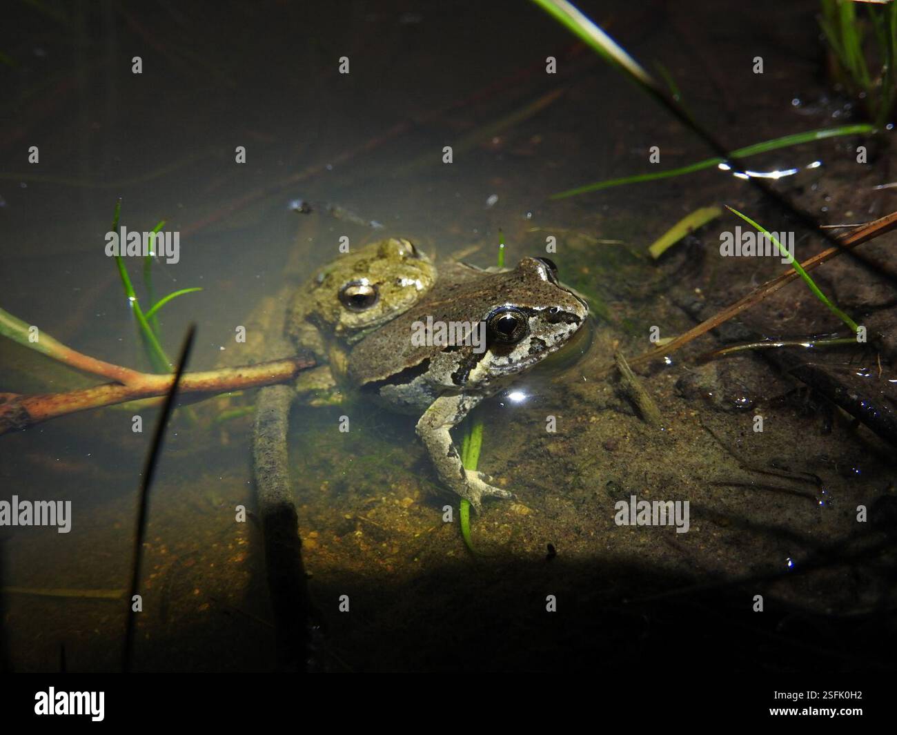 Common Eastern Froglet (Crinia signifera), Amphibia, Hobart TAS ...