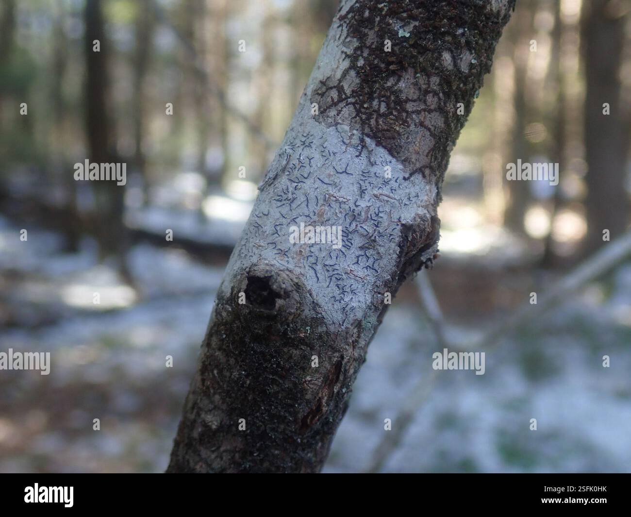 Common Script Lichen (Graphis scripta), Fungi, Athol, MA, USA Stock ...