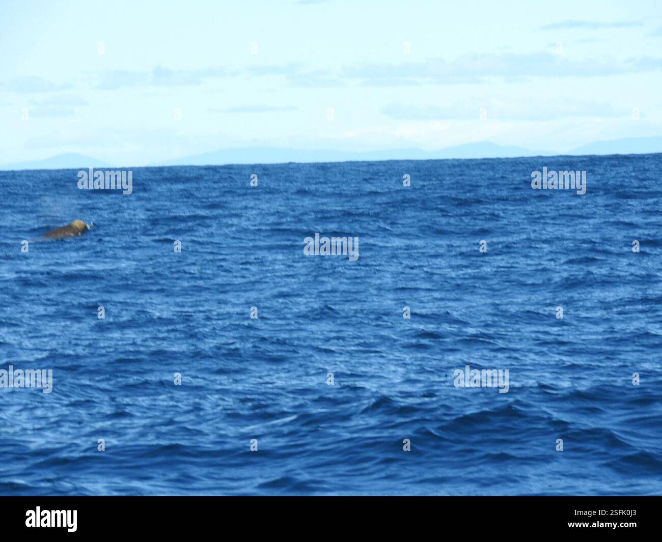 Shepherd's Beaked Whale (Tasmacetus shepherdi), Mammalia, -43. ...