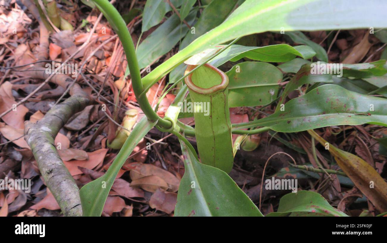 Common Swamp Pitcher-Plant (Nepenthes mirabilis), Plantae, Краби ...