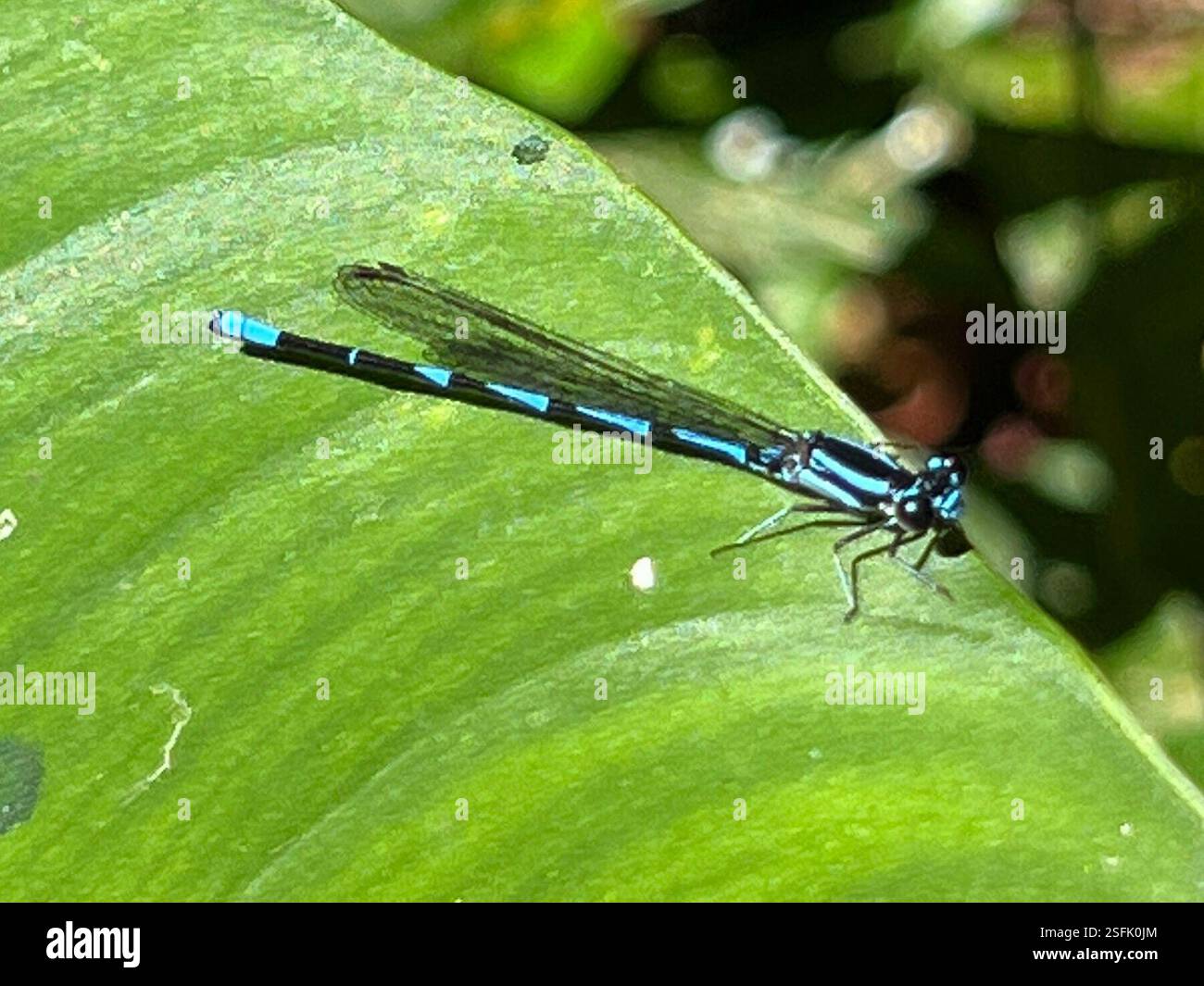 Oculate Dancer (Argia oculata), Insecta, La Ceiba, Honduras Stock Photo ...