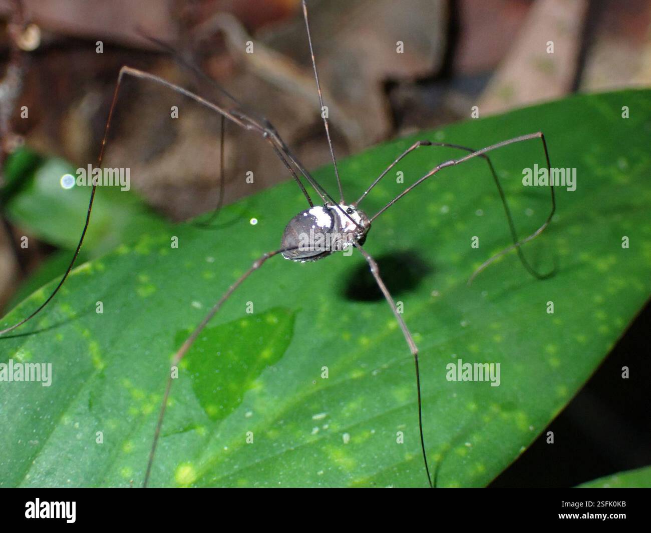 Harvestmen (Opiliones), Arachnida, Lahad Datu, Sabah, Malaysia Stock ...