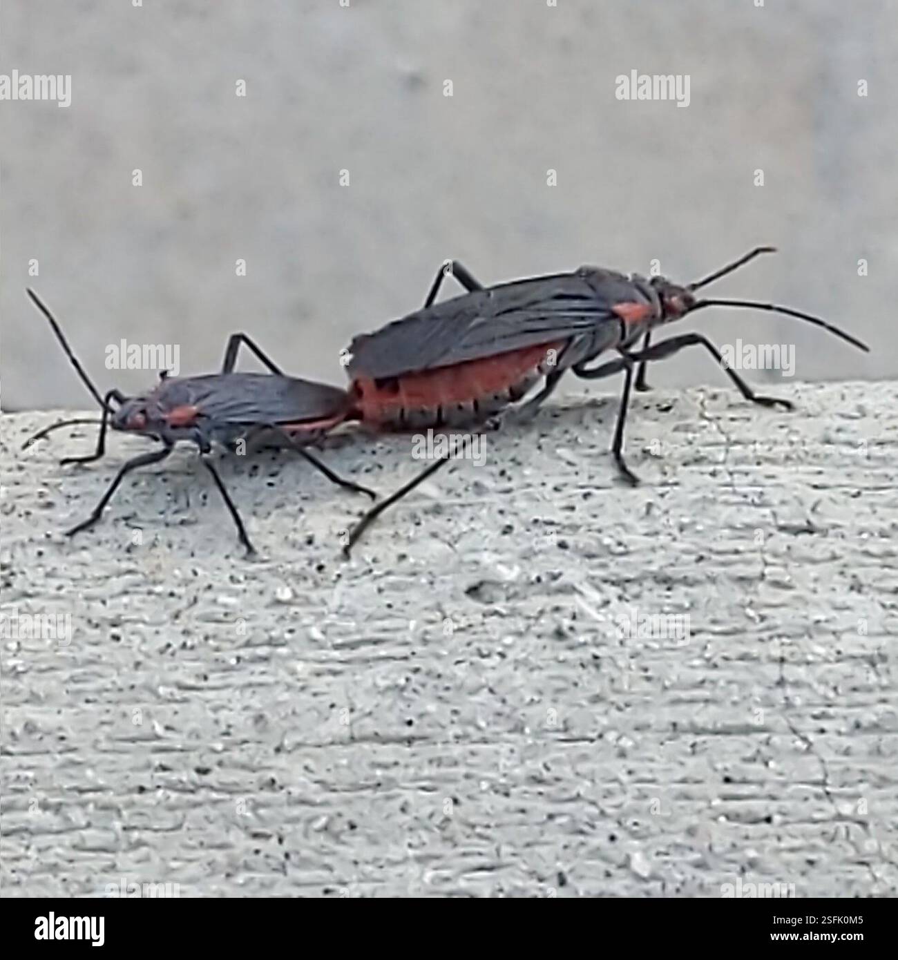 Red-shouldered Bug (Jadera haematoloma), Insecta, Corona, CA 92882, USA ...