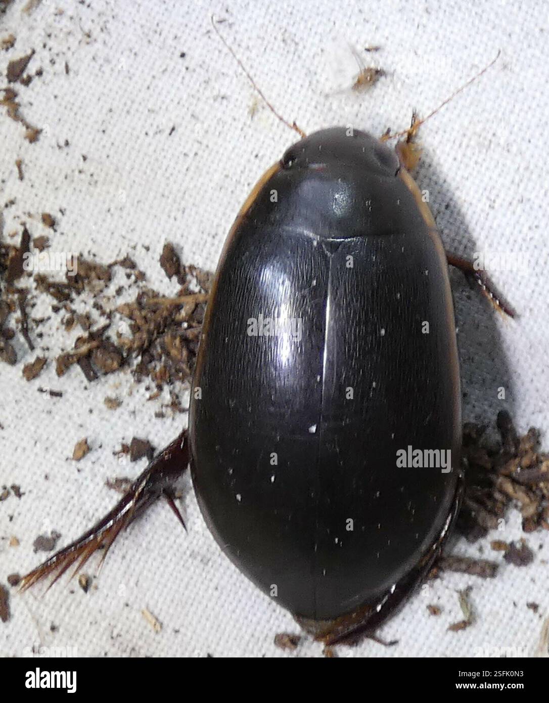 Fringed Diving Beetle (Cybister fimbriolatus), Insecta, River Rd ...