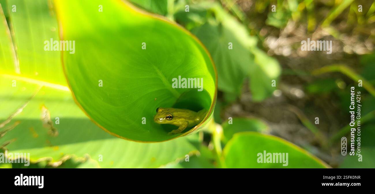 Panama Snouted Tree Frog (Scinax altae), Amphibia, Antón, Panamá Stock ...