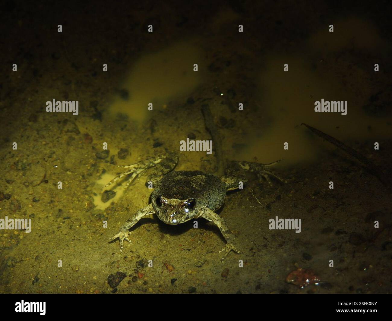 Common Eastern Froglet (Crinia signifera), Amphibia, Hobart TAS ...