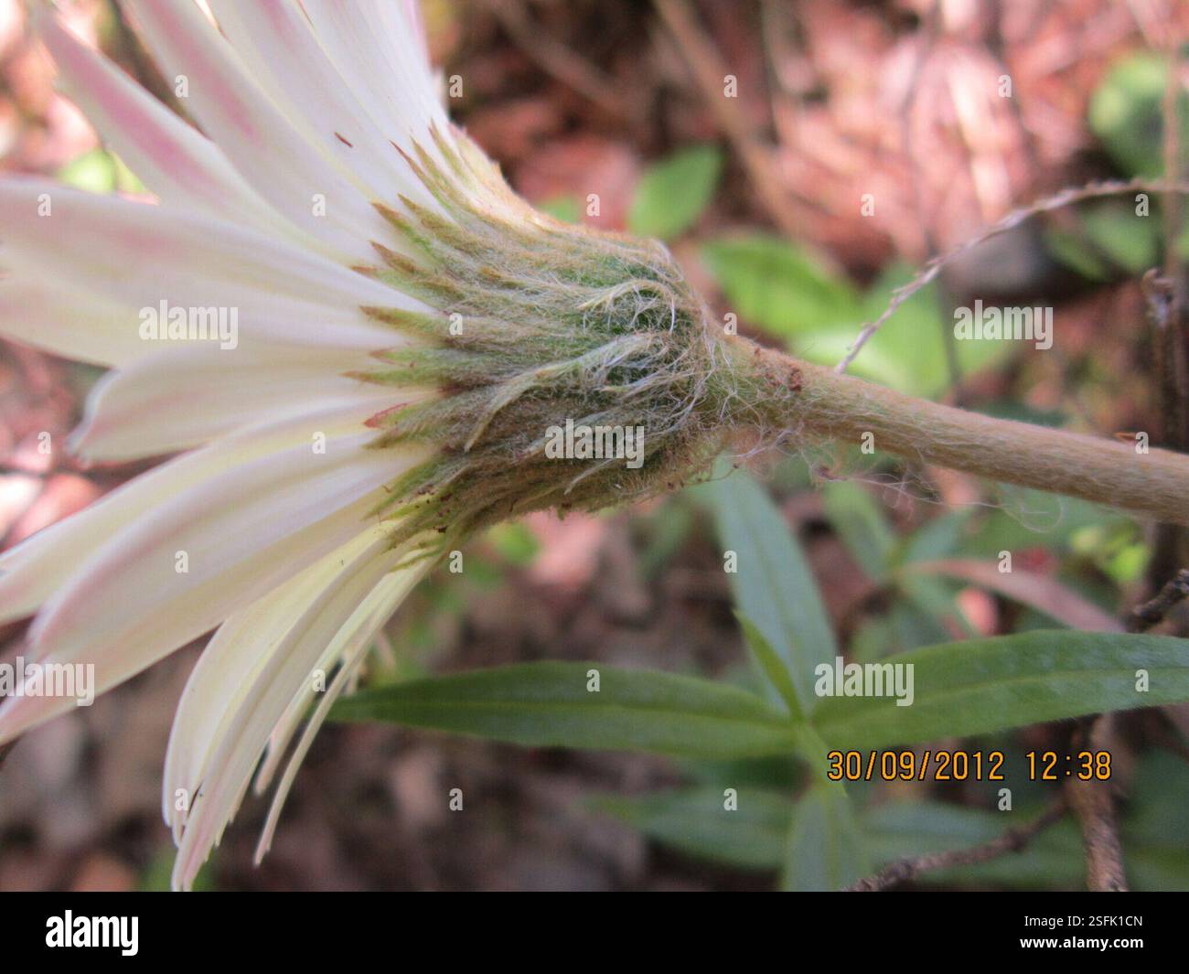 Butter Gerbera (Gerbera ambigua), Plantae, uMgungundlovu District ...