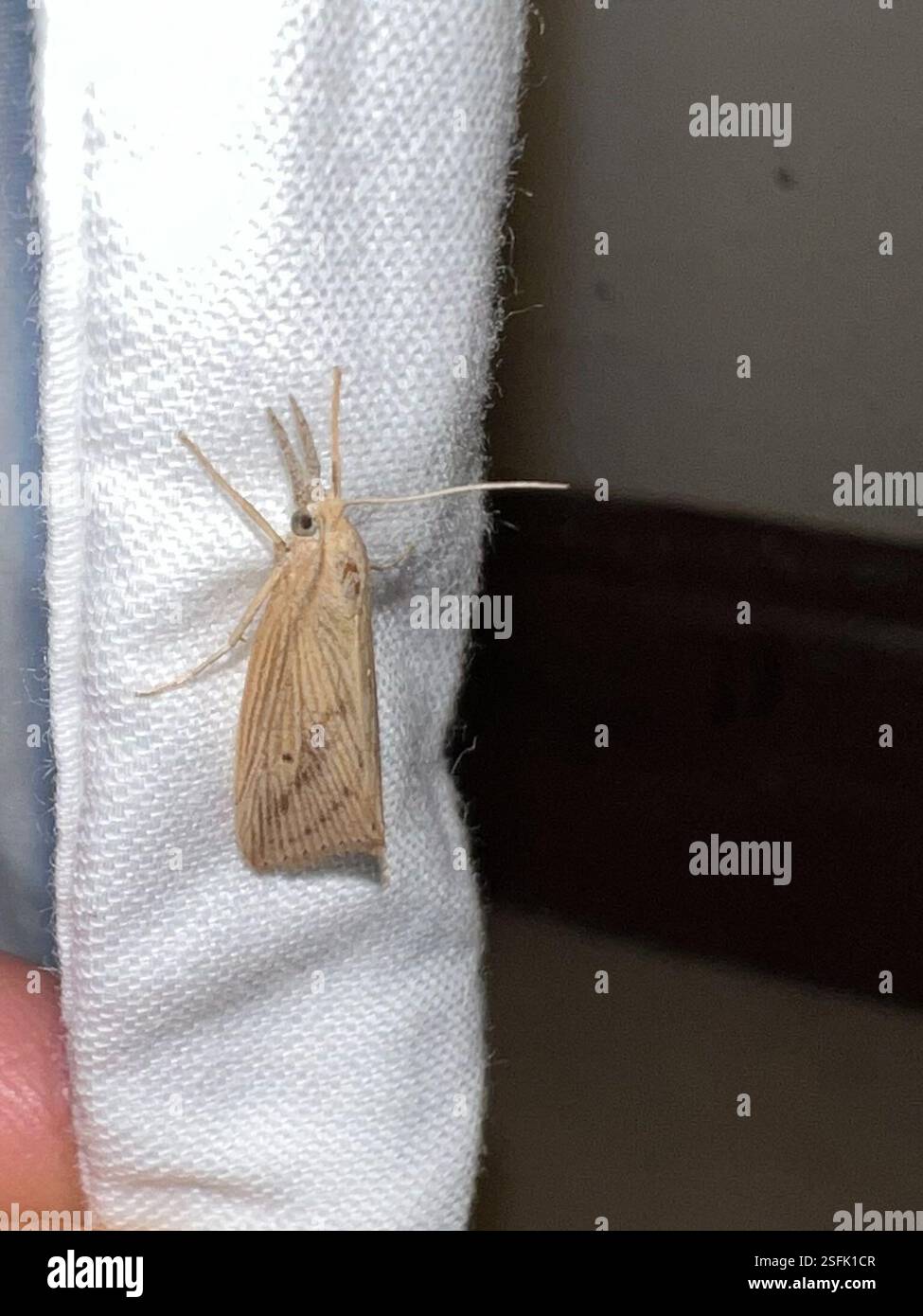 Sugarcane Borer (Diatraea saccharalis), Insecta, Saint Lucia, Saint ...