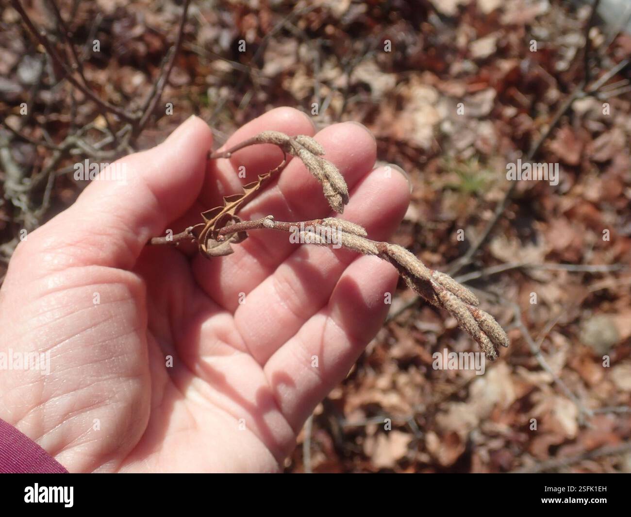 sweetfern (Comptonia peregrina), Plantae, Worcester, Massachusetts ...