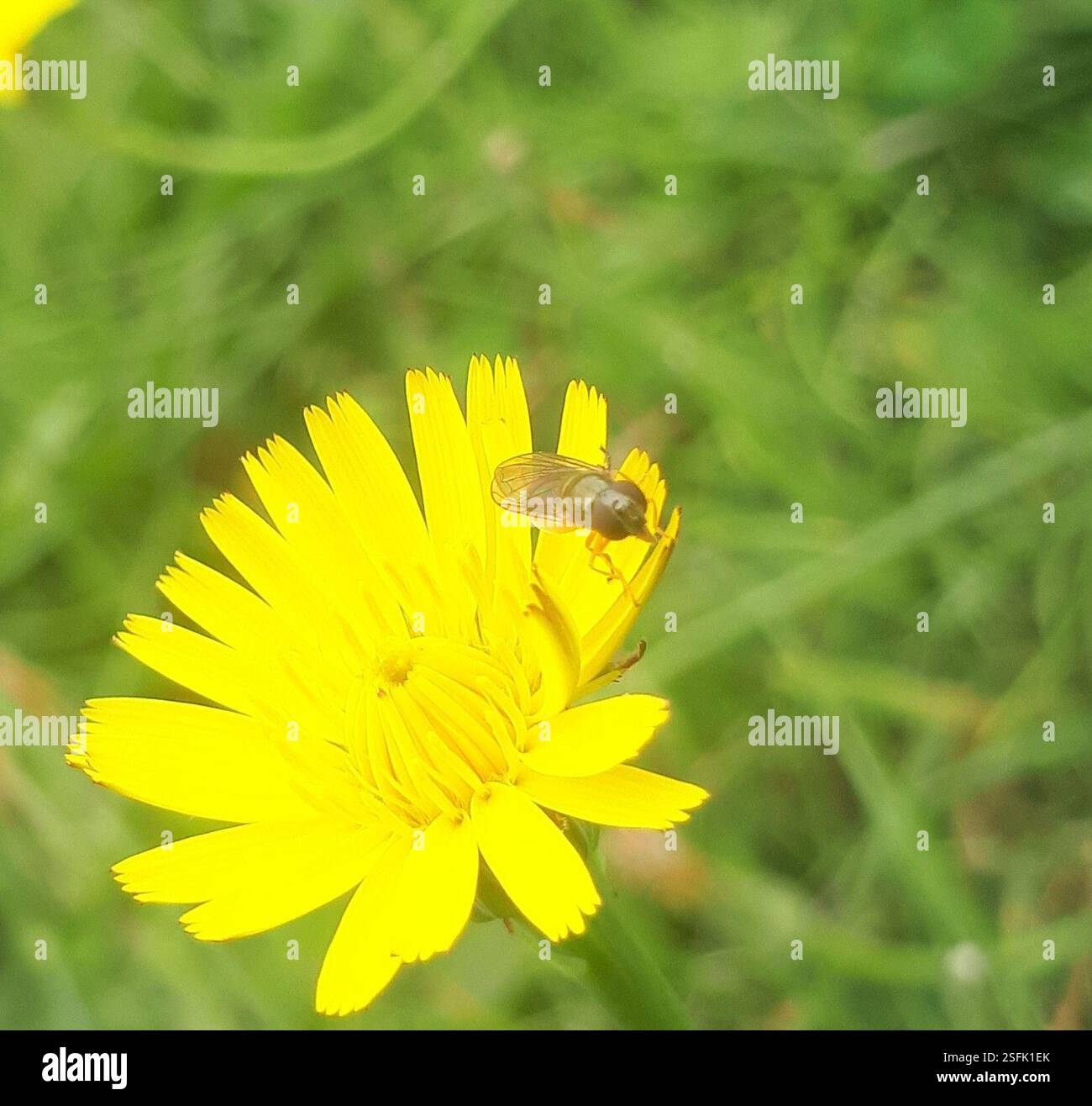 Small Hover Fly (Melanostoma fasciatum), Insecta, Fairfield, Lower Hutt ...
