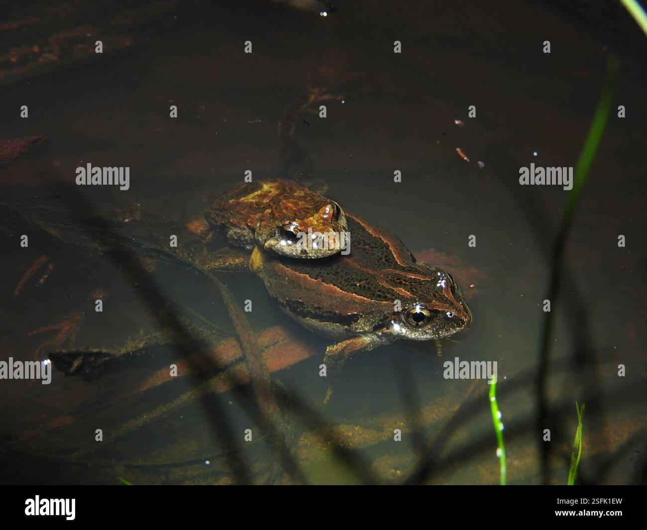 Common Eastern Froglet (Crinia signifera), Amphibia, Hobart TAS ...