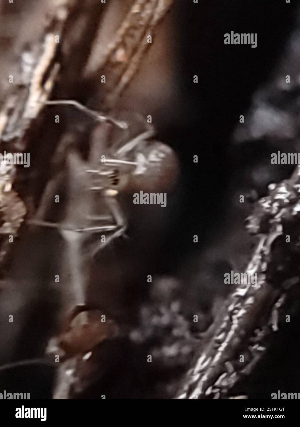 Typical Spiders (Araneomorphae), Arachnida, El Corte de Madera Creek ...