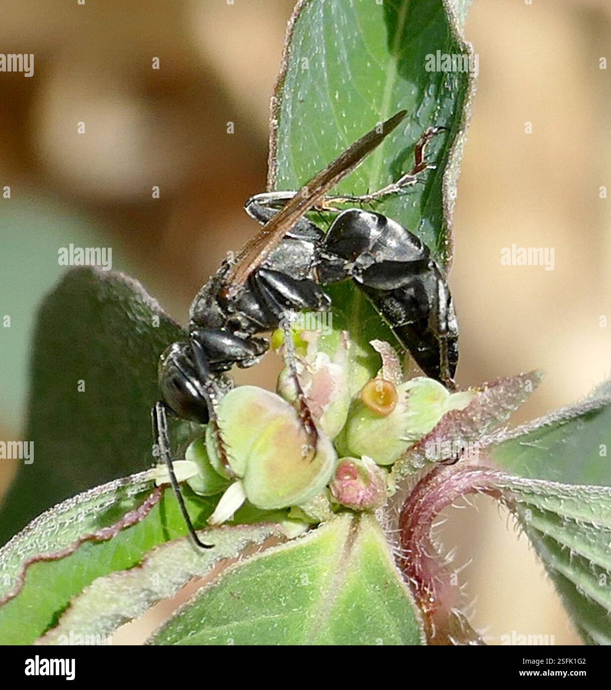 (Liris), Insecta, Santo Antão, Cape Verde, CV Stock Photo - Alamy