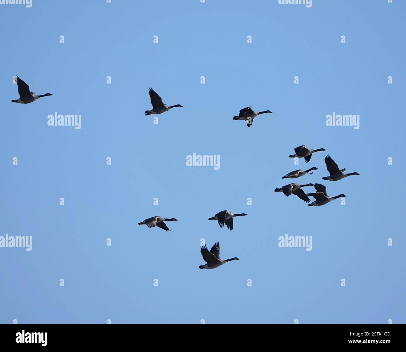 Canada Goose (Branta canadensis), Aves, 3200 Helsinge, Danmark Stock ...