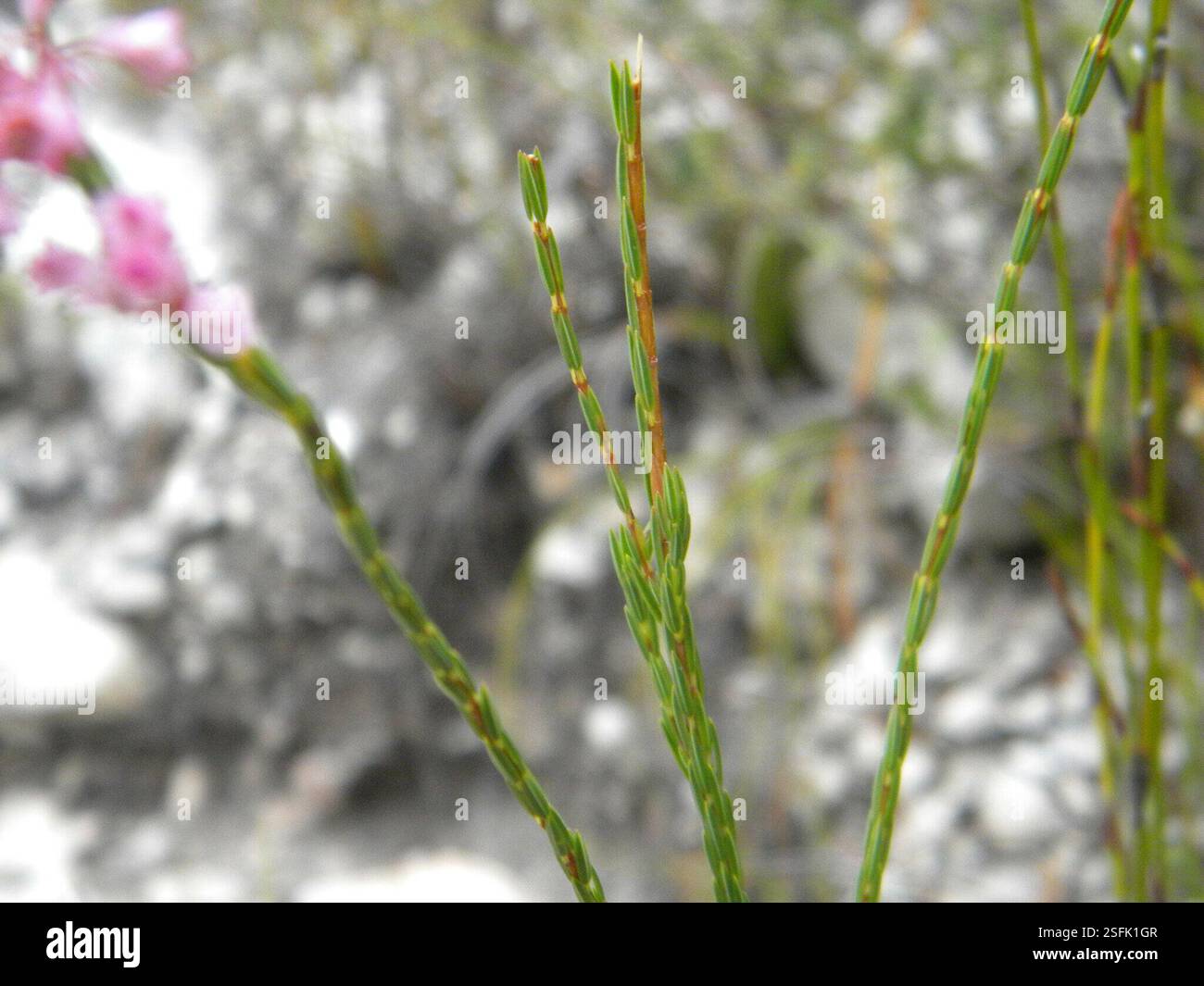 Purpletip Heath (Erica corifolia), Plantae, Palmiet river trail ...