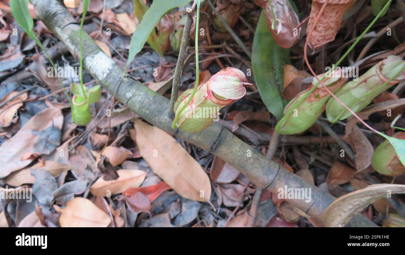 Common Swamp Pitcher-Plant (Nepenthes mirabilis), Plantae, Краби ...