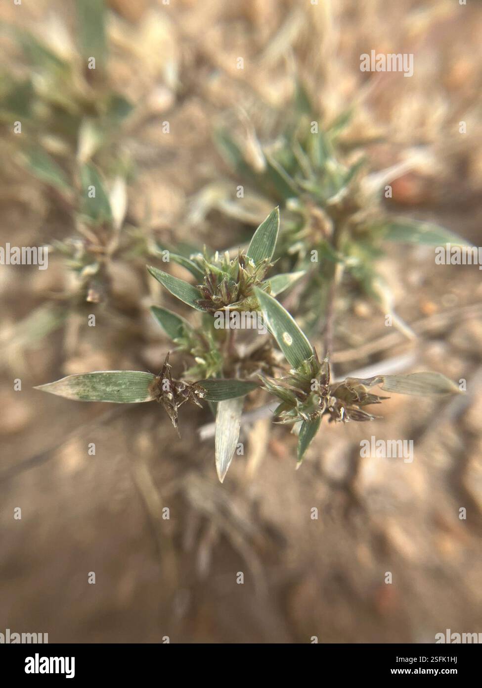 False Buffalograss (Munroa squarrosa), Plantae, Mojave National ...