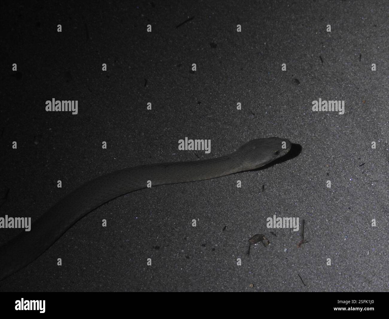 Bardick (Echiopsis curta), Reptilia, Cheynes WA 6328, Australia Stock ...