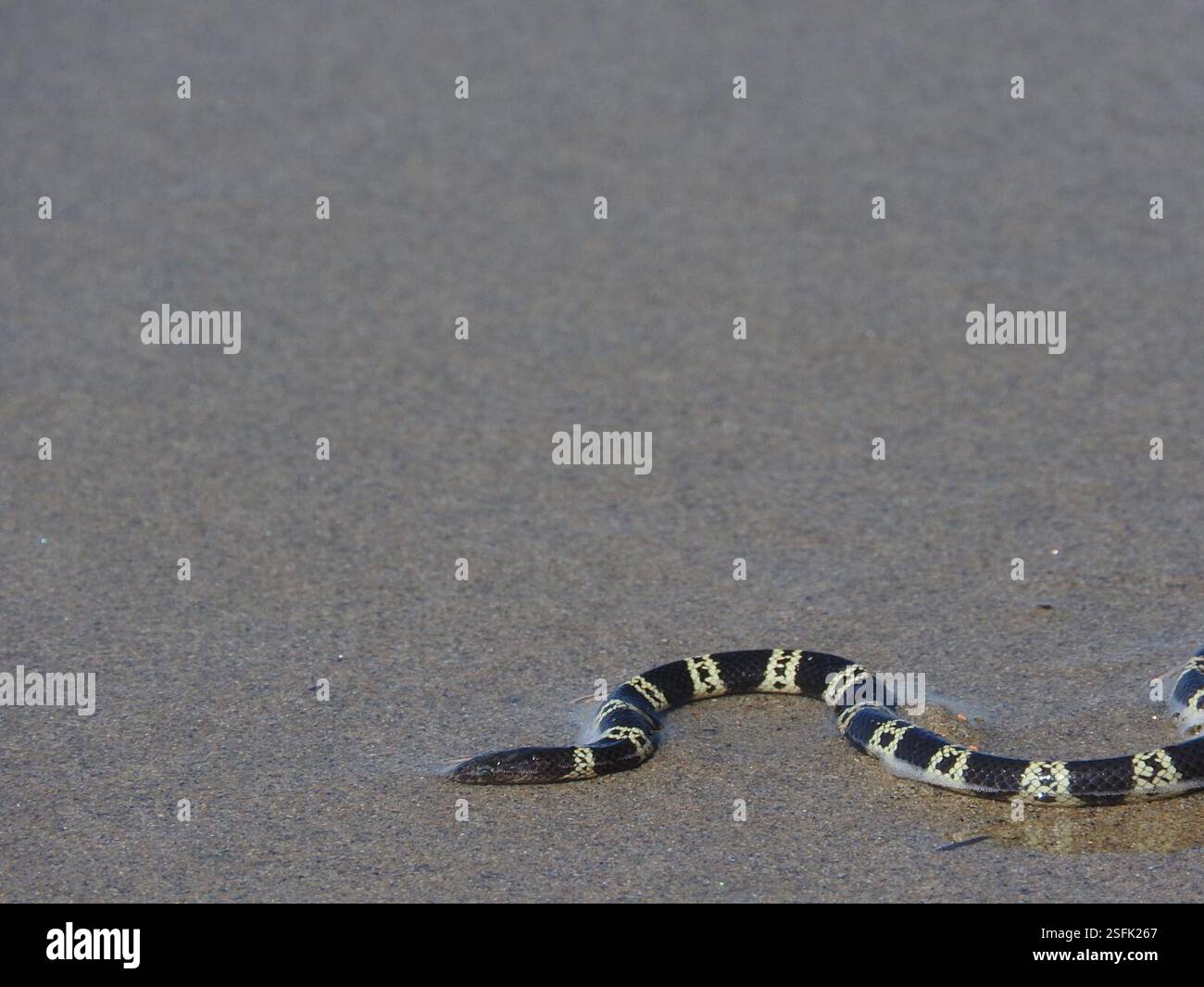 Elegant Sea Snake (Hydrophis elegans), Reptilia, Port Douglas QLD 4877 ...