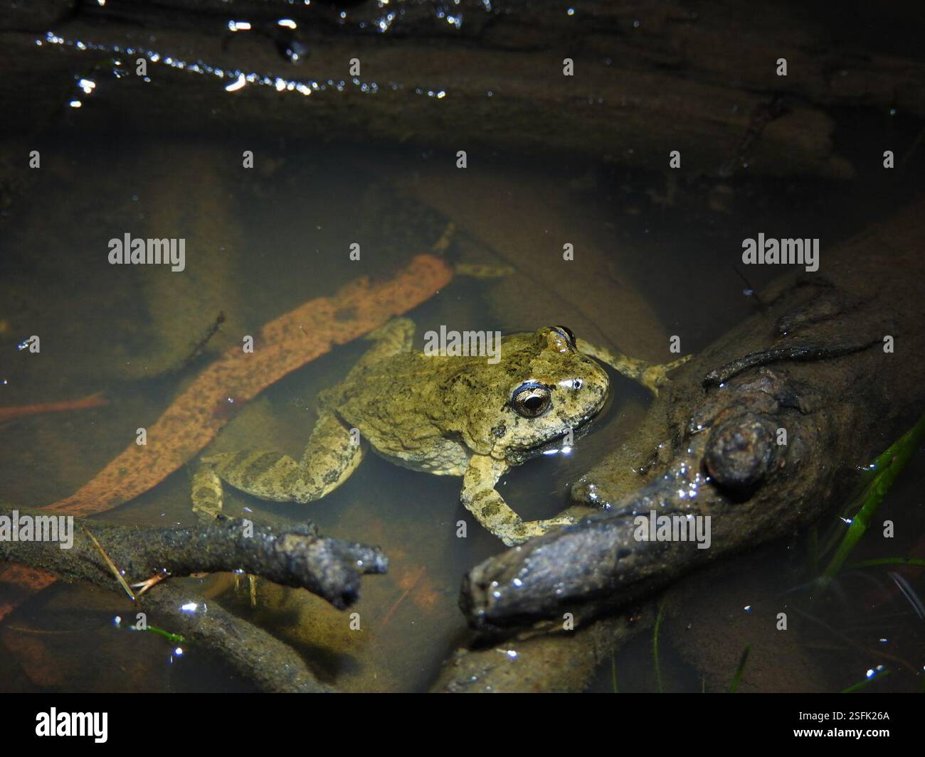 Common Eastern Froglet (Crinia signifera), Amphibia, Hobart TAS ...