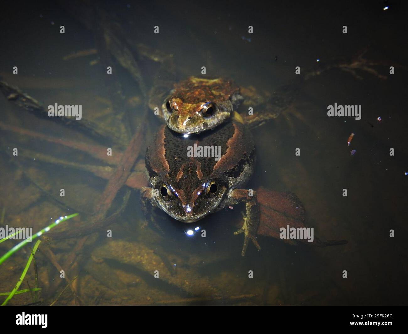 Common Eastern Froglet (Crinia signifera), Amphibia, Hobart TAS ...