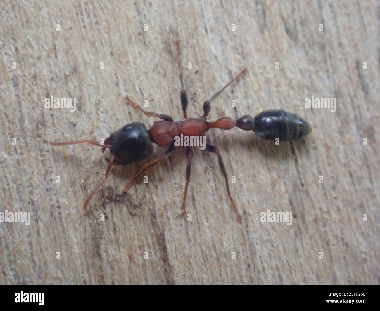 Arboreal Bicolored Slender Ant (Tetraponera rufonigra), Insecta, Straße ...