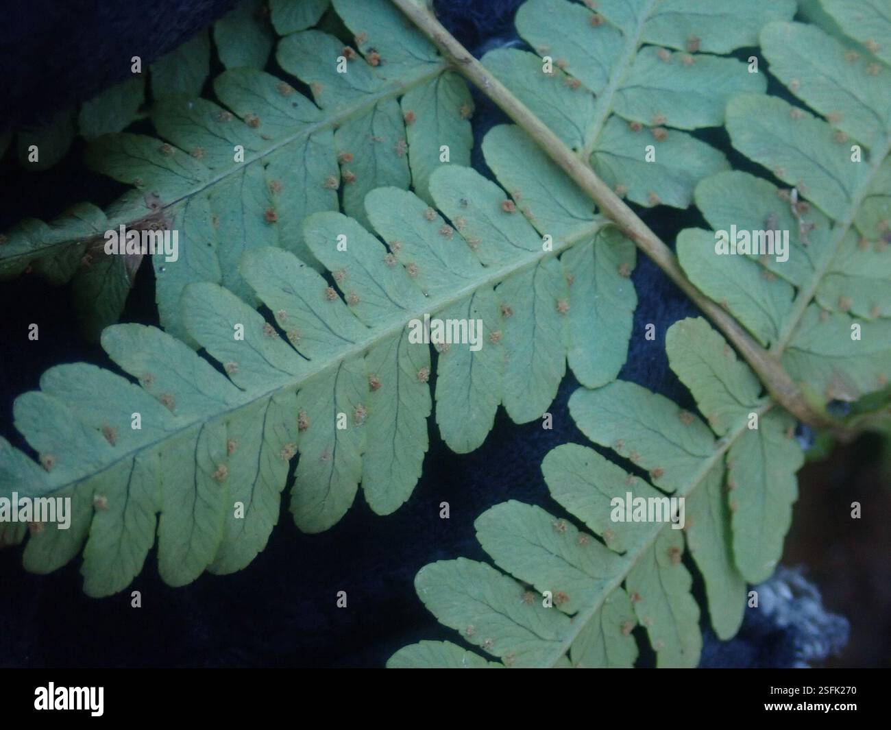 marginal wood fern (Dryopteris marginalis), Plantae, Franklin ...
